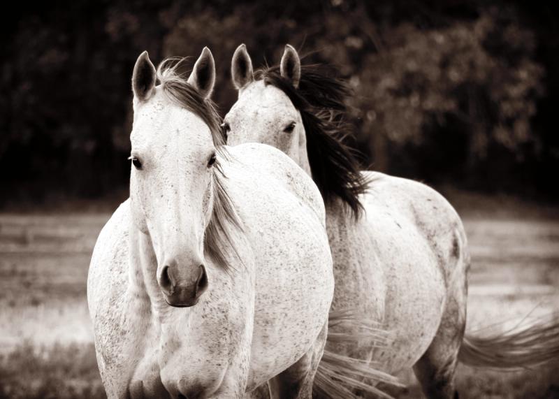 Two Wild Horses Sepia wallpaper mural 100% PVC-free and non-toxic