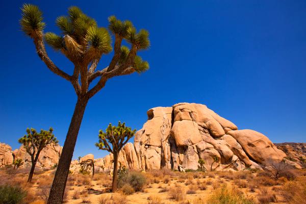 Joshua Tree wallpaper mural 100% PVC-free and non-toxic