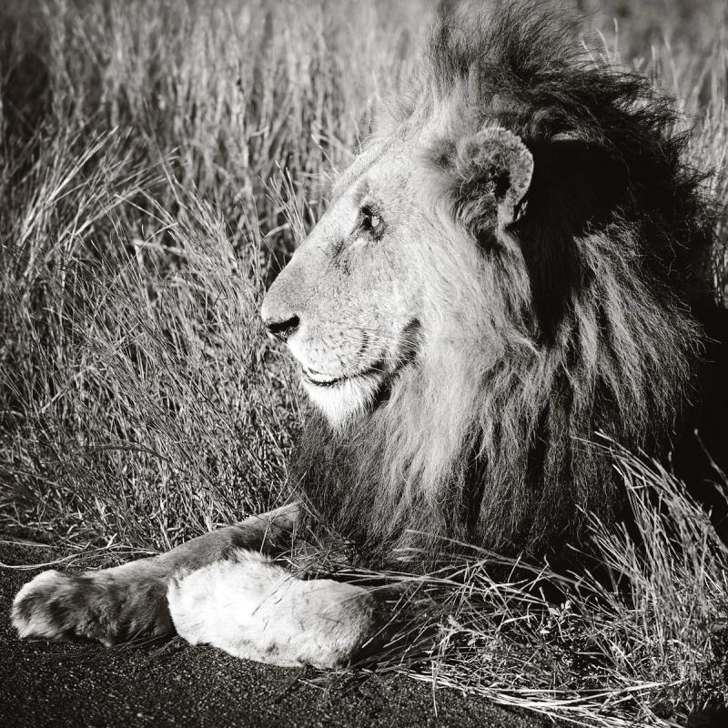 Golden Old Lion Square BW wallpaper mural 100% PVC-free and non-toxic