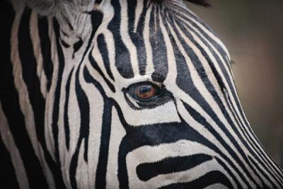 Zebra Face wallpaper mural 100% PVC-free and non-toxic
