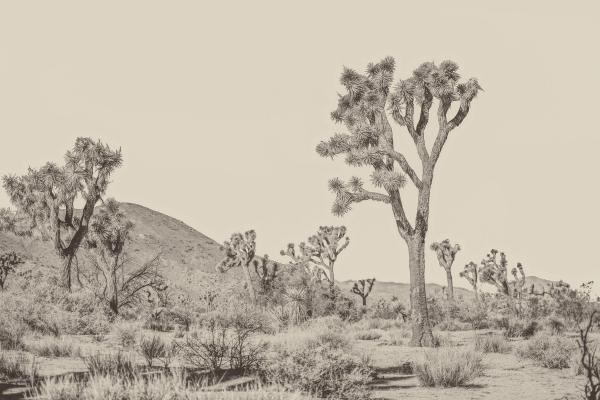 Joshua Tree(s) wallpaper mural 100% PVC-free and non-toxic