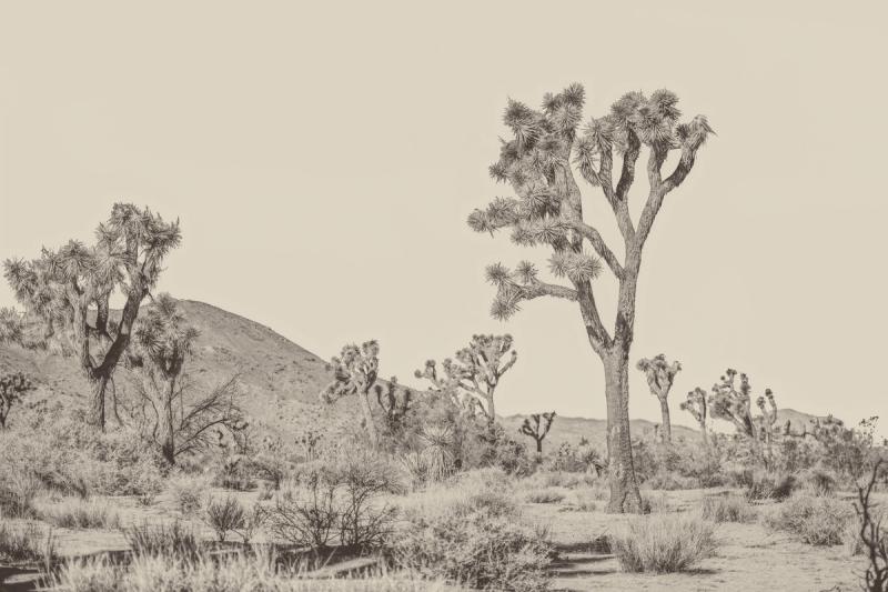 Joshua Tree(s) wallpaper mural 100% PVC-free and non-toxic
