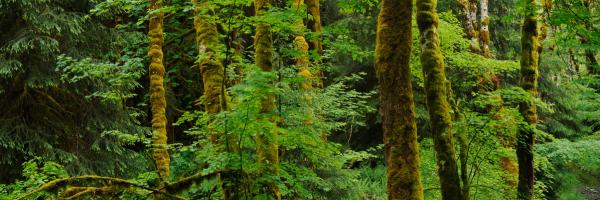 Evergreen Trees wallpaper mural 100% PVC-free and non-toxic