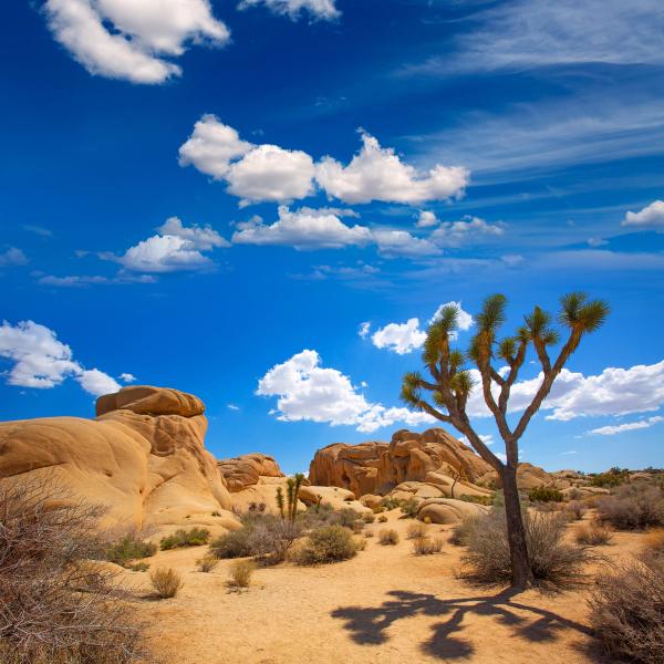 Joshua Tree Blue IV wallpaper mural 100% PVC-free and non-toxic