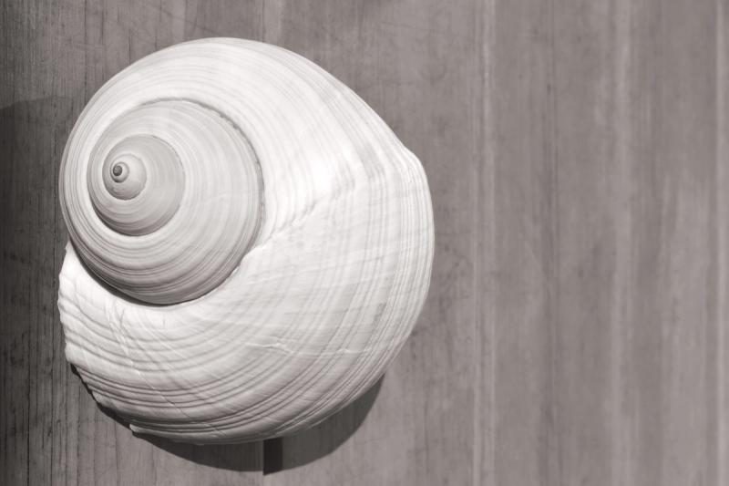 Sepia Shell wallpaper mural 100% PVC-free and non-toxic