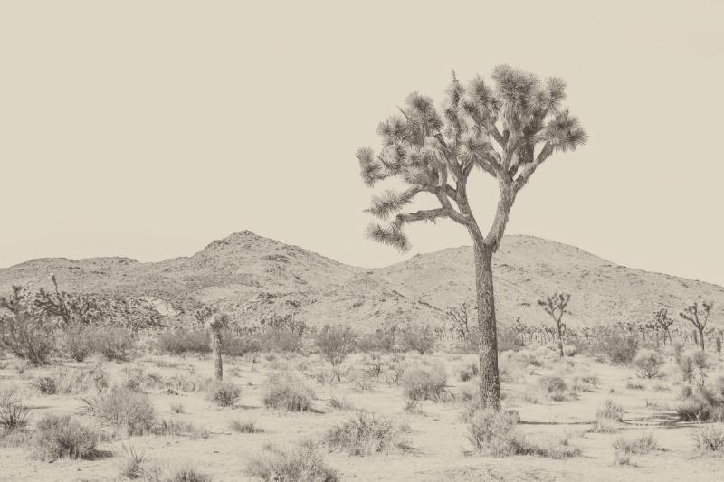 Joshua Tree Focus wallpaper mural 100% PVC-free and non-toxic