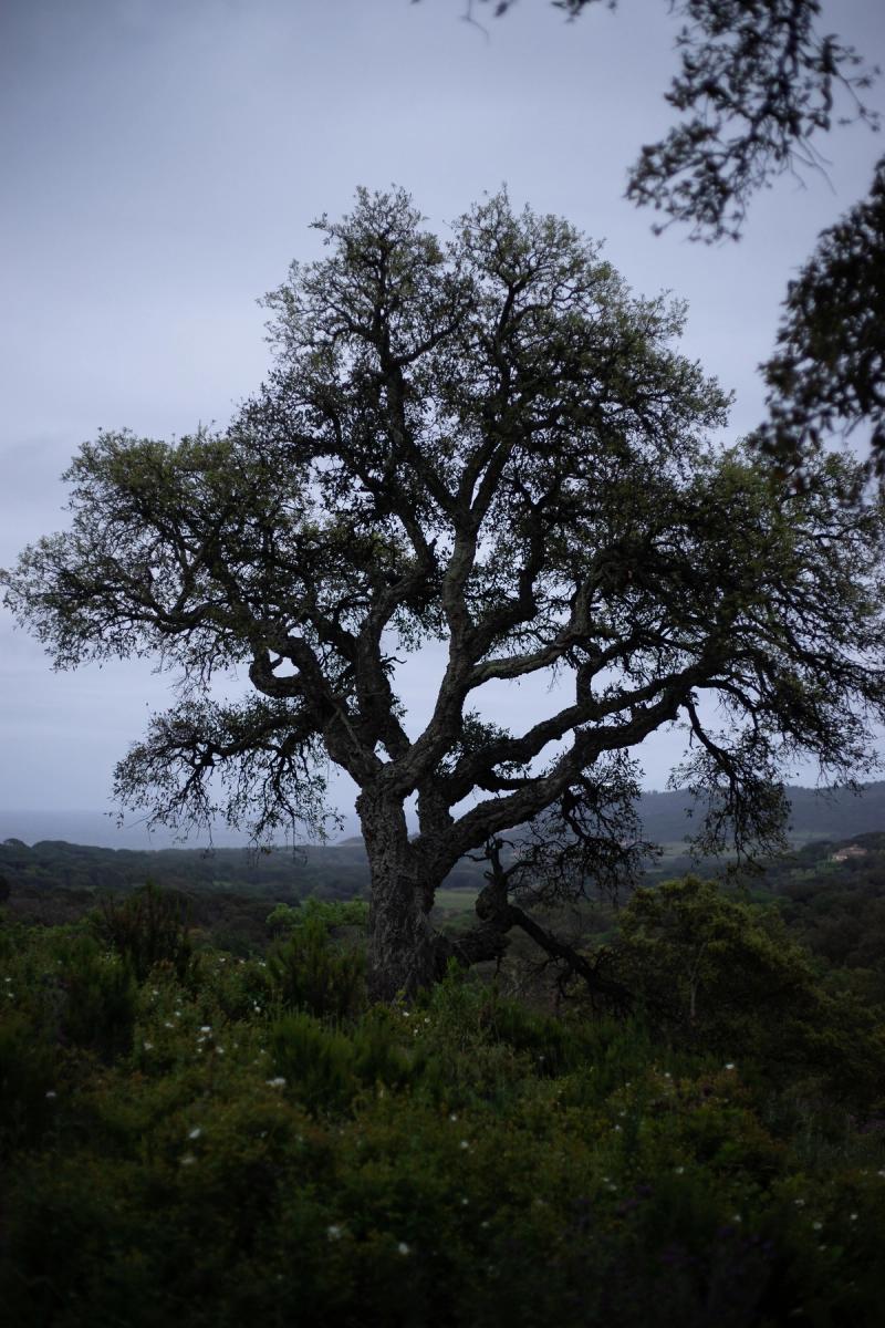 The Old Tree wallpaper mural 100% PVC-free and non-toxic
