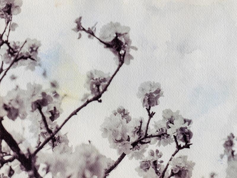 Subtle Blossom wallpaper mural 100% PVC-free and non-toxic