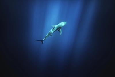 Lone Shark wallpaper mural 100% PVC-free and non-toxic