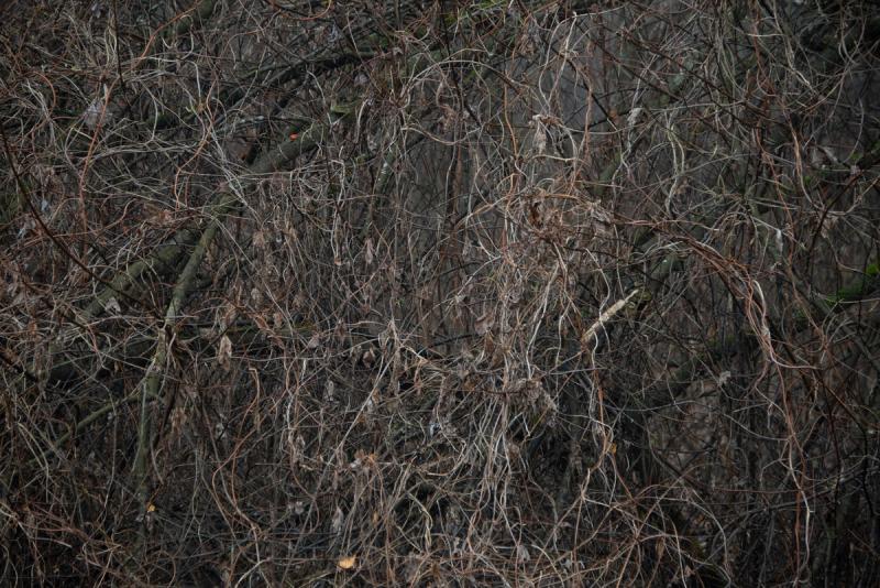 Fall Thicket wallpaper mural 100% PVC-free and non-toxic