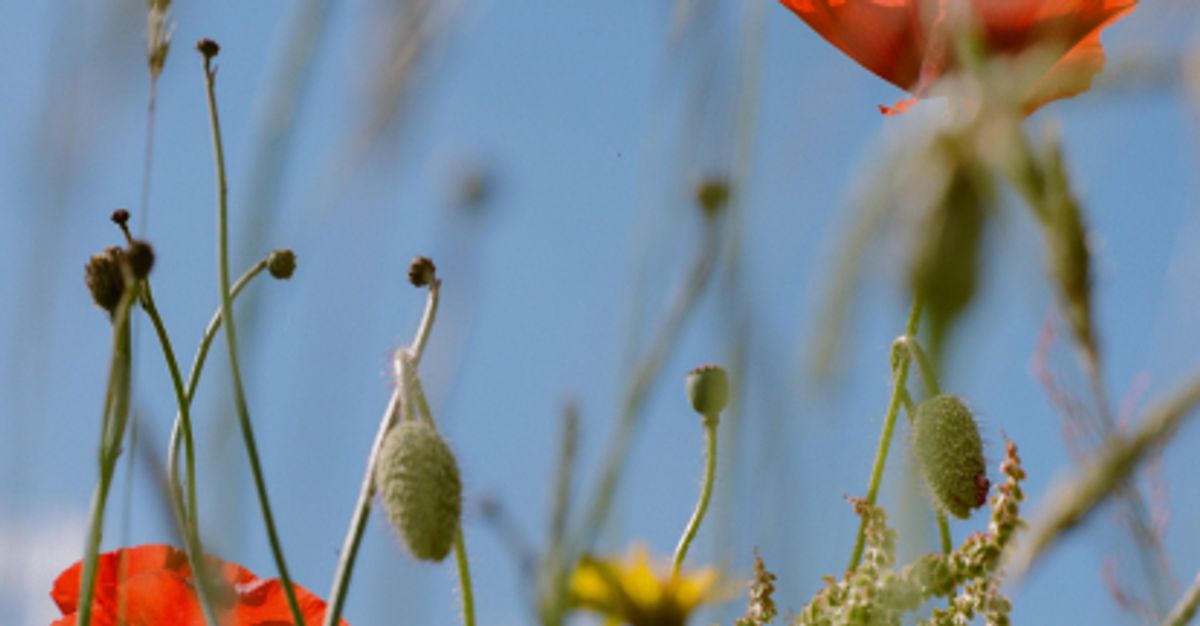 Alternative Sympathy Gifts to Flowers | Tithe Green Natural Burial