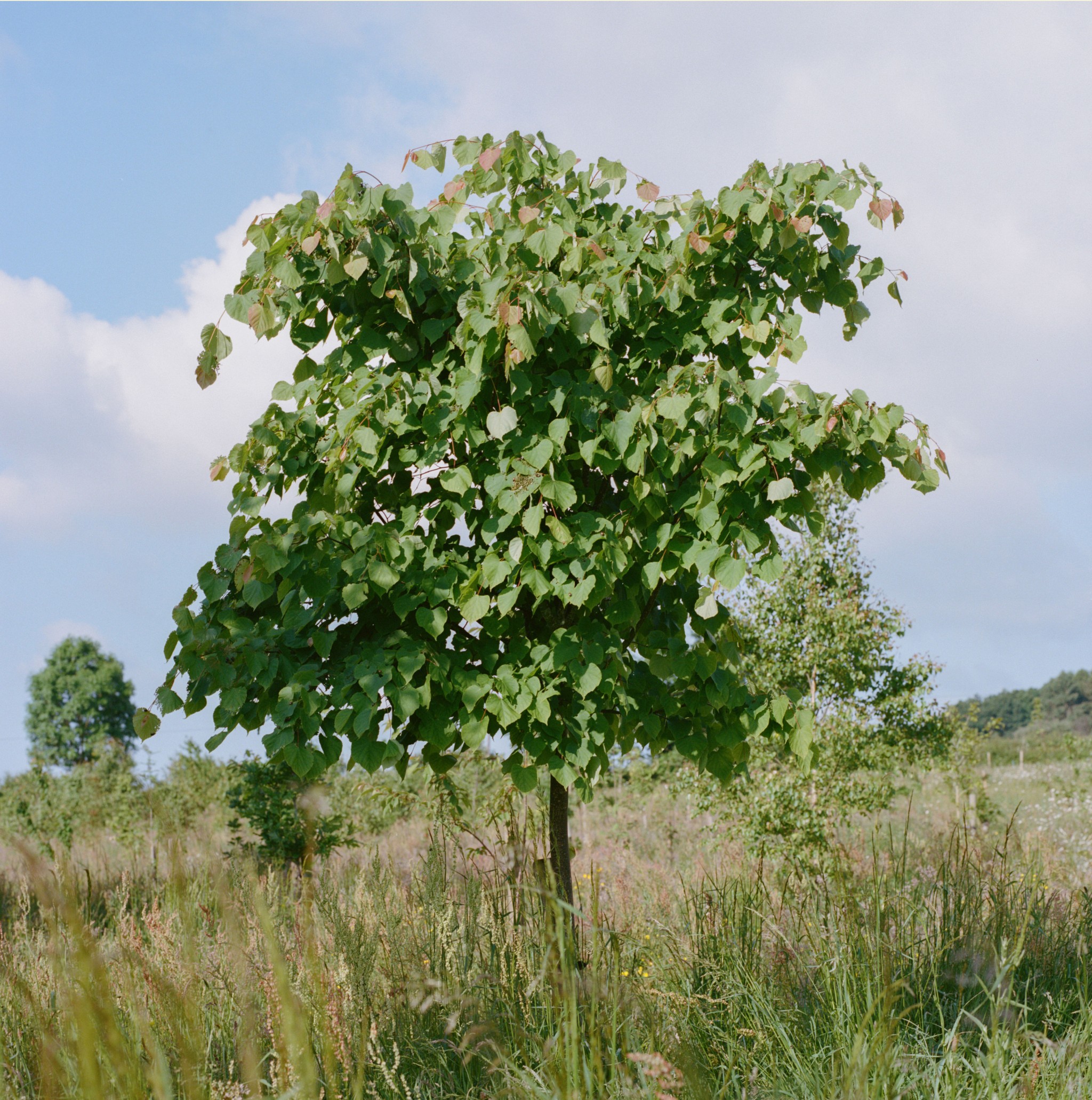 Natural Burial Grounds in Nottingham Leicester & Peterborough | Tithe ...