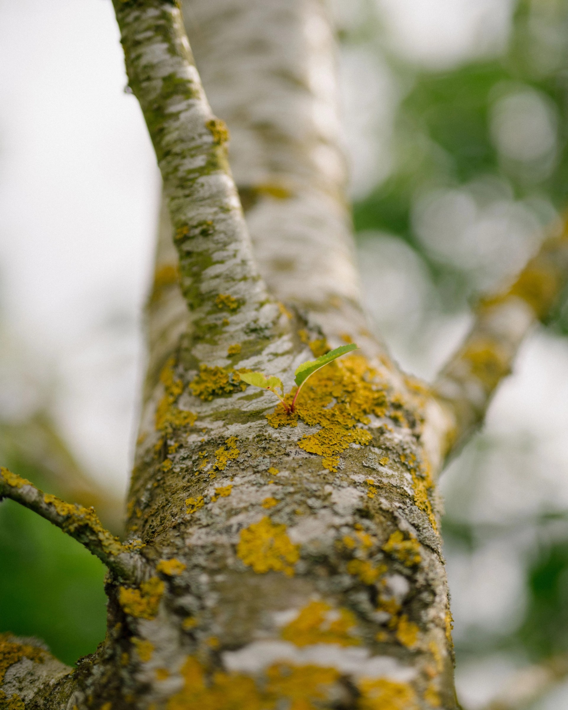 Woodland Natural Burial | Nottingham, Leicester & Peterborough | Tithe ...