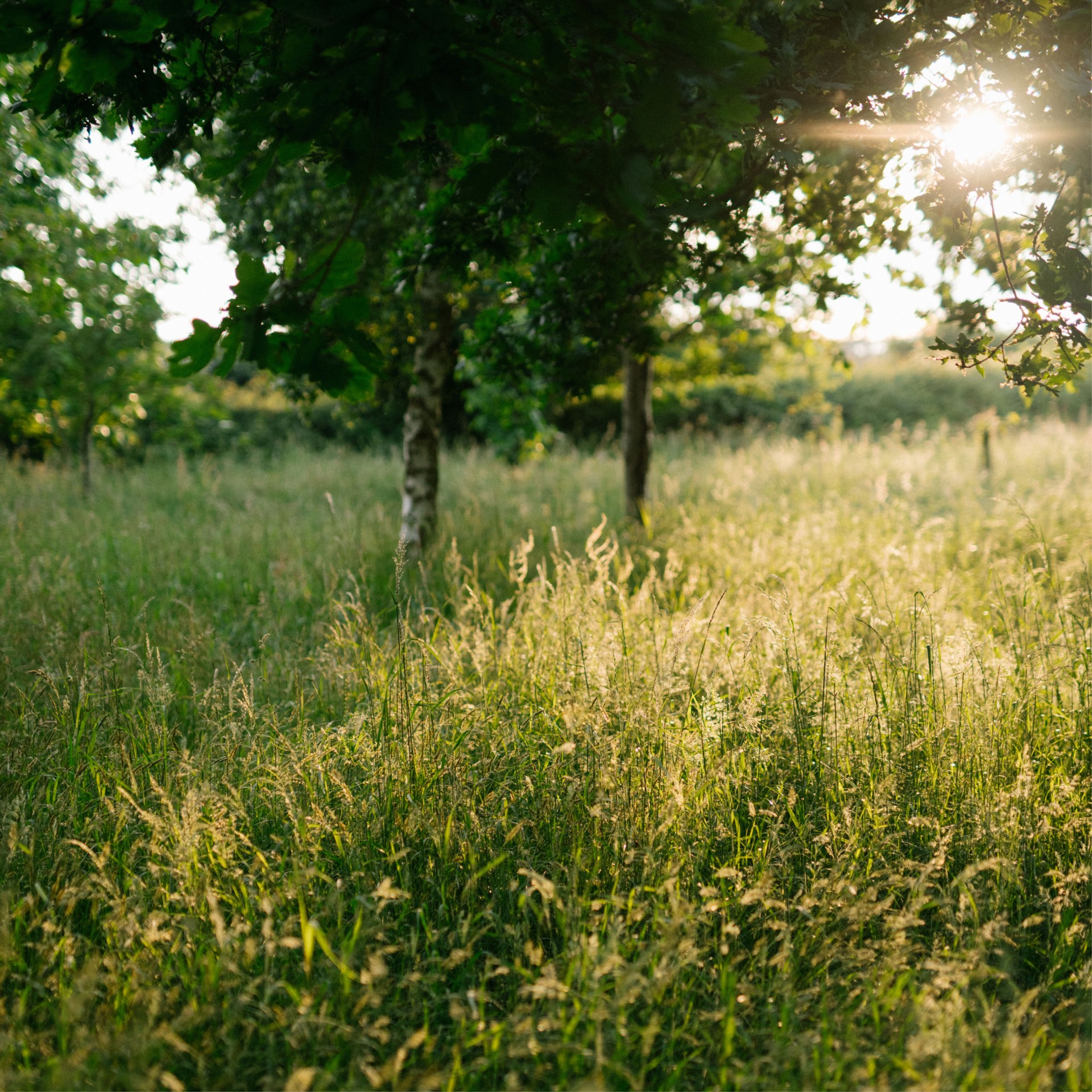 Visiting Our Natural Burial Grounds | Tithe Green Natural Burial