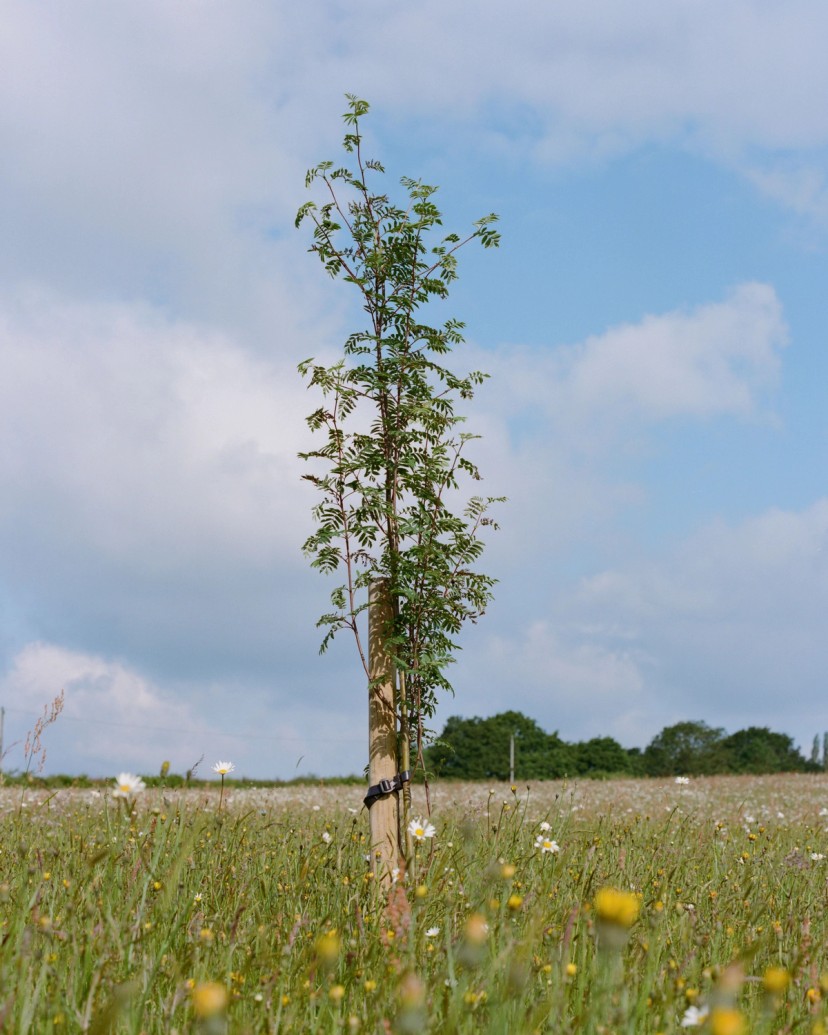 Memorial Trees in Nottingham, Leicester & Peterborough | Tithe Green ...
