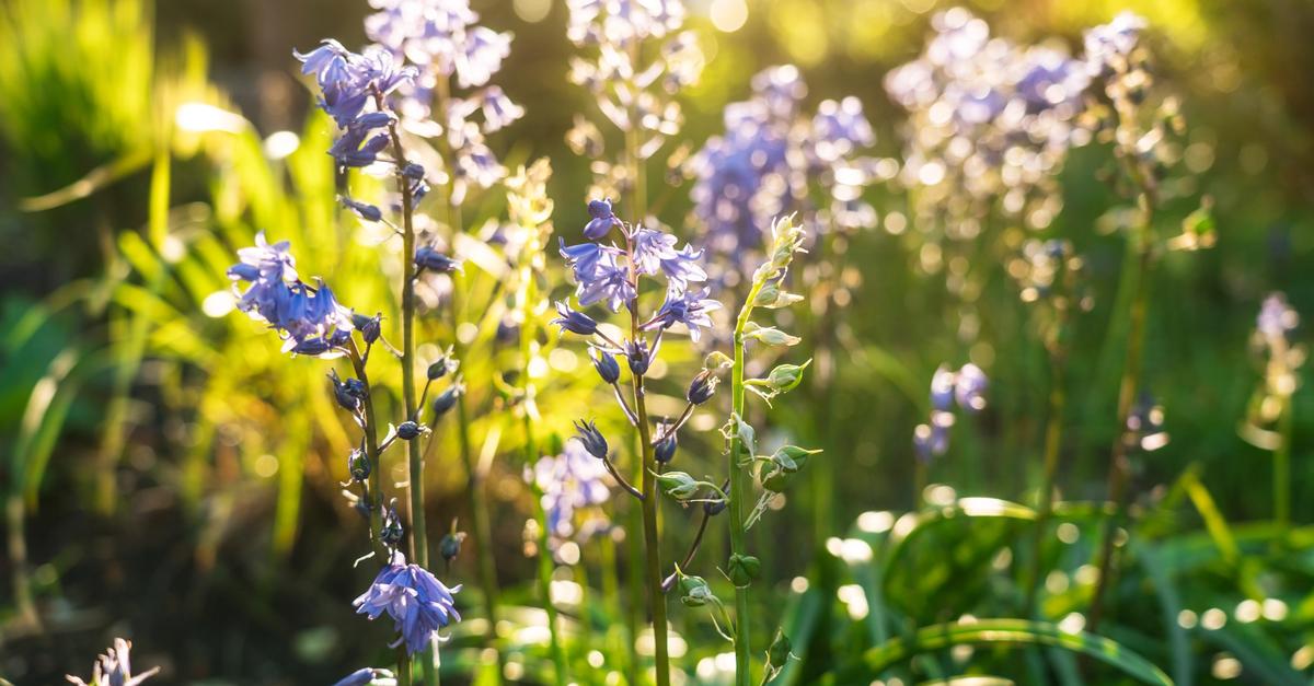 What Grows When You Don’t Mow? | Tithe Green Natural Burial | Tithe ...