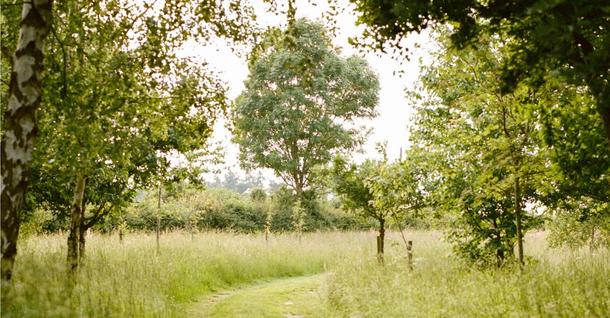 Tithe Green Natural Burial Ground Opens New Site in Markfield | Tithe ...