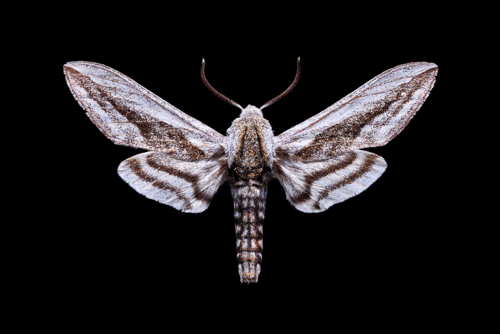 Here’s the Story Behind Our Unique New Moth Ads