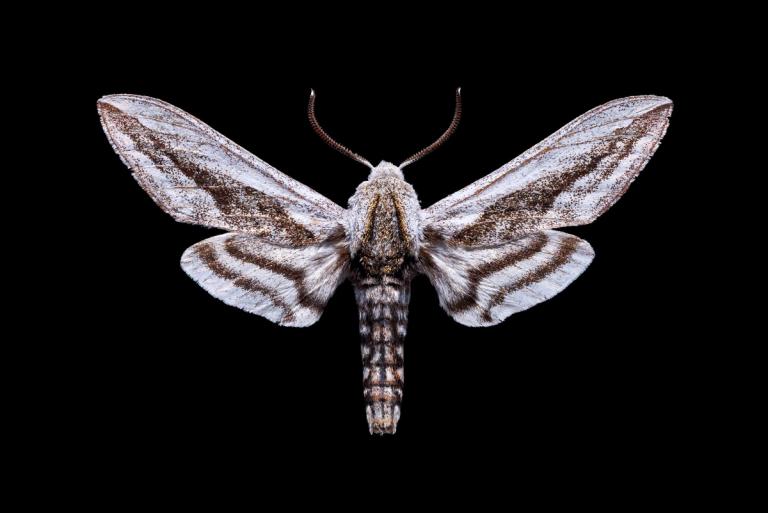 Here’s the Story Behind Our Unique New Moth Ads