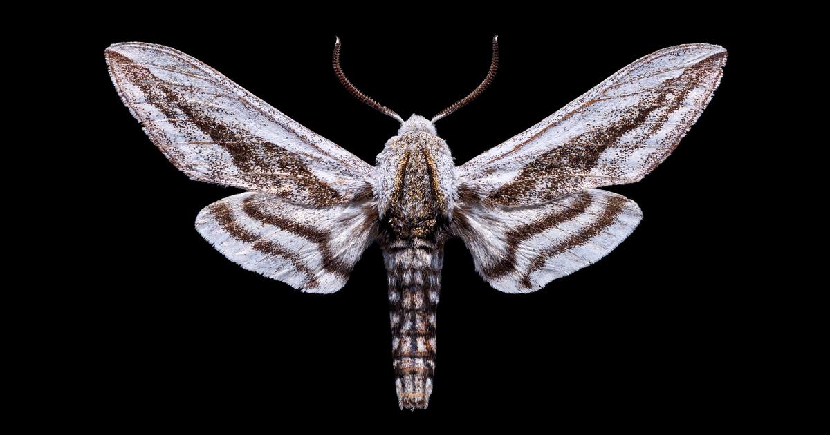 Here’s the Story Behind Our Unique New Moth Ads