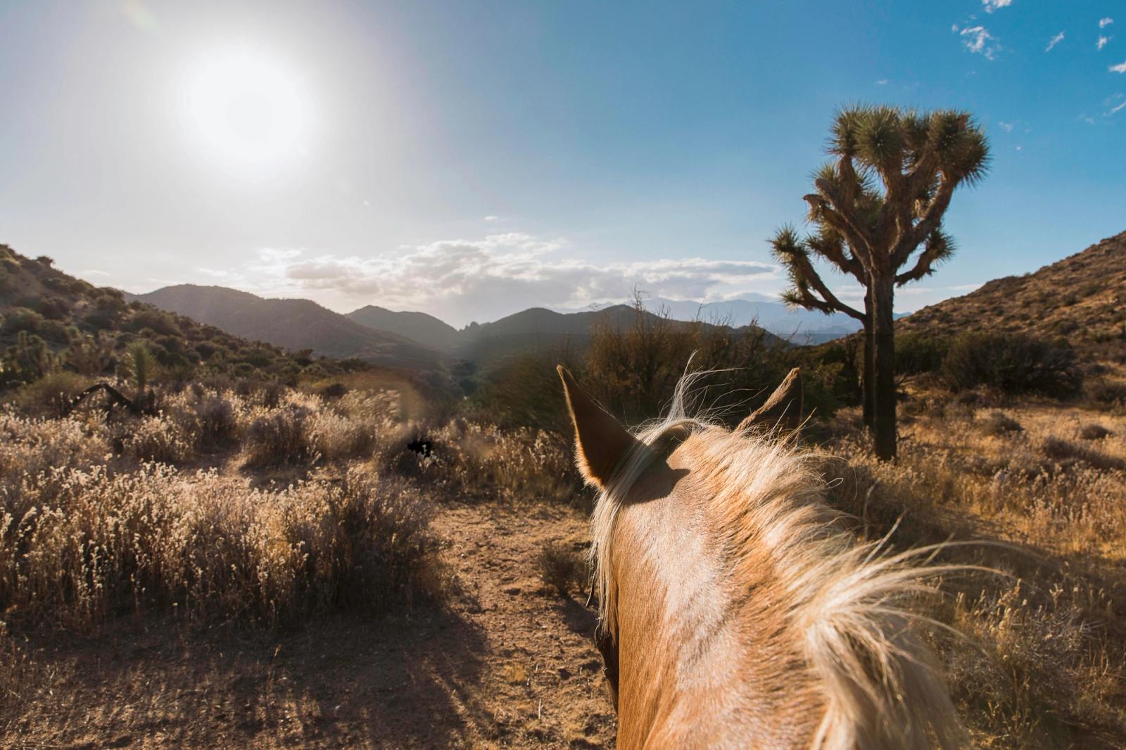 Travel Spotlight: What To Do In Joshua Tree