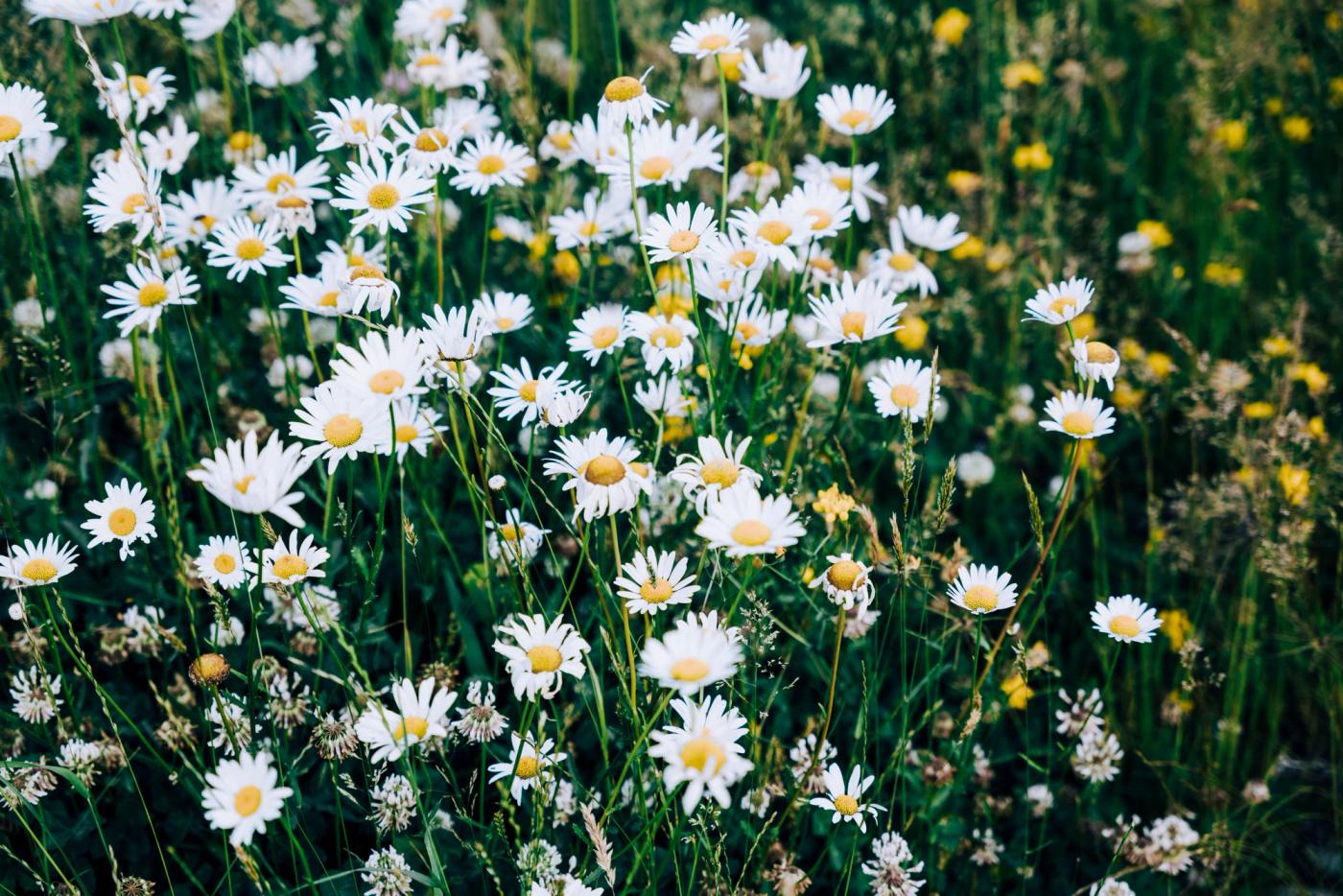 Eloise Travel Slim Pant - Total Eclipse