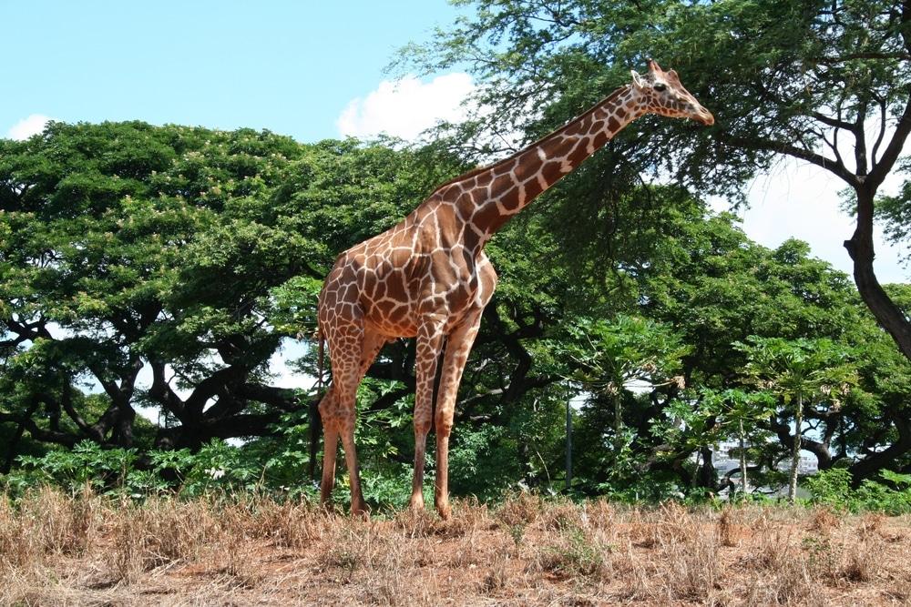 The Ultimate Guide to the Honolulu Zoo | Hawaii.com