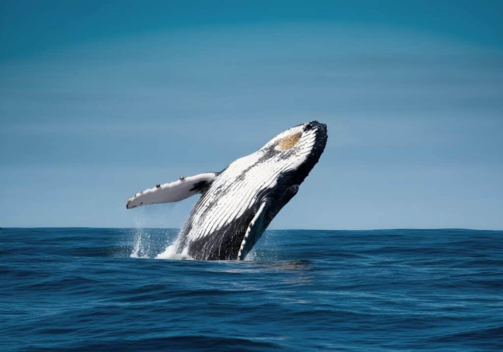 Sail into Adventure with Hawaii Nautical Honi Olani | Hawaii.com