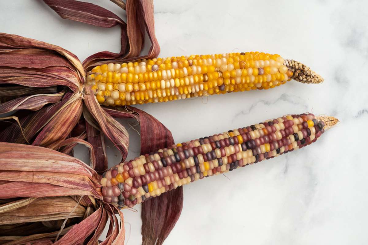 Buy Flint Corn For Delivery Near You | Farm To People