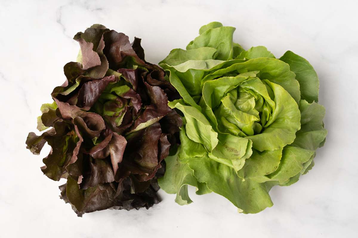 Buy Red or Green Butterhead Lettuce For Delivery Near You | Farm To People