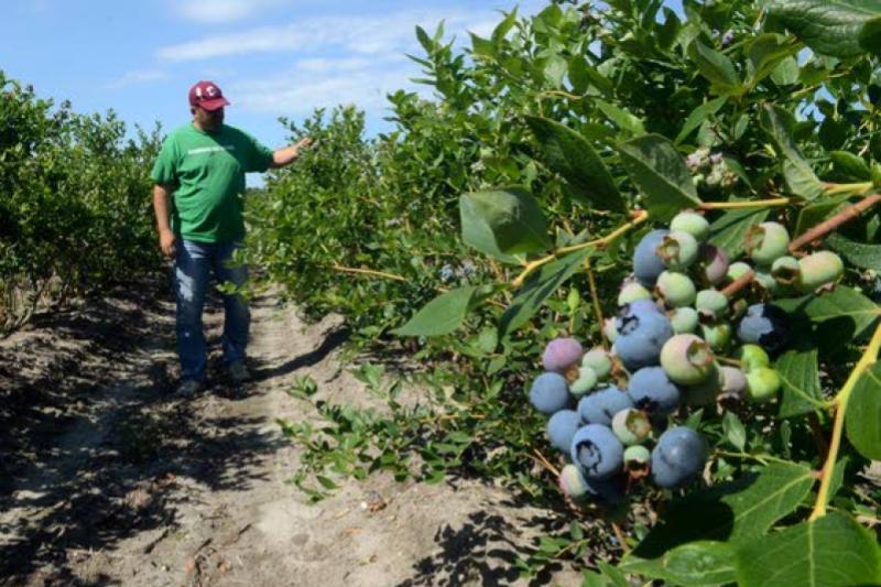Buy Blueberries For Delivery Near You | Farm To People