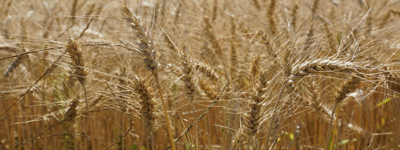 Spelt – Oorsprong, voedingsstoffen & maaltijden | Every Foods - Every