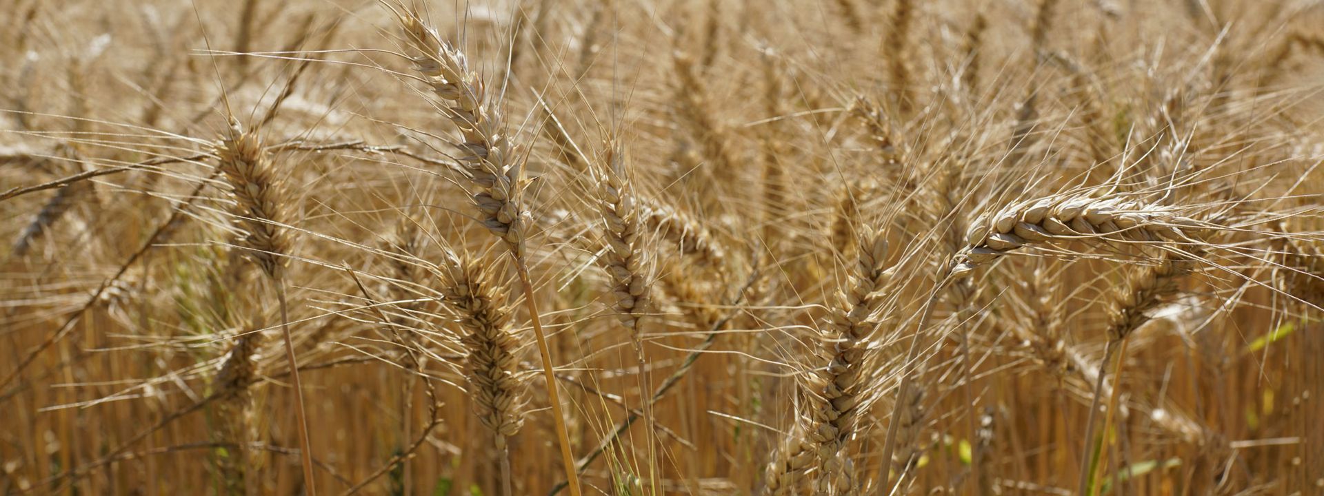Spelt – Oorsprong, voedingsstoffen & maaltijden | Every Foods - Every