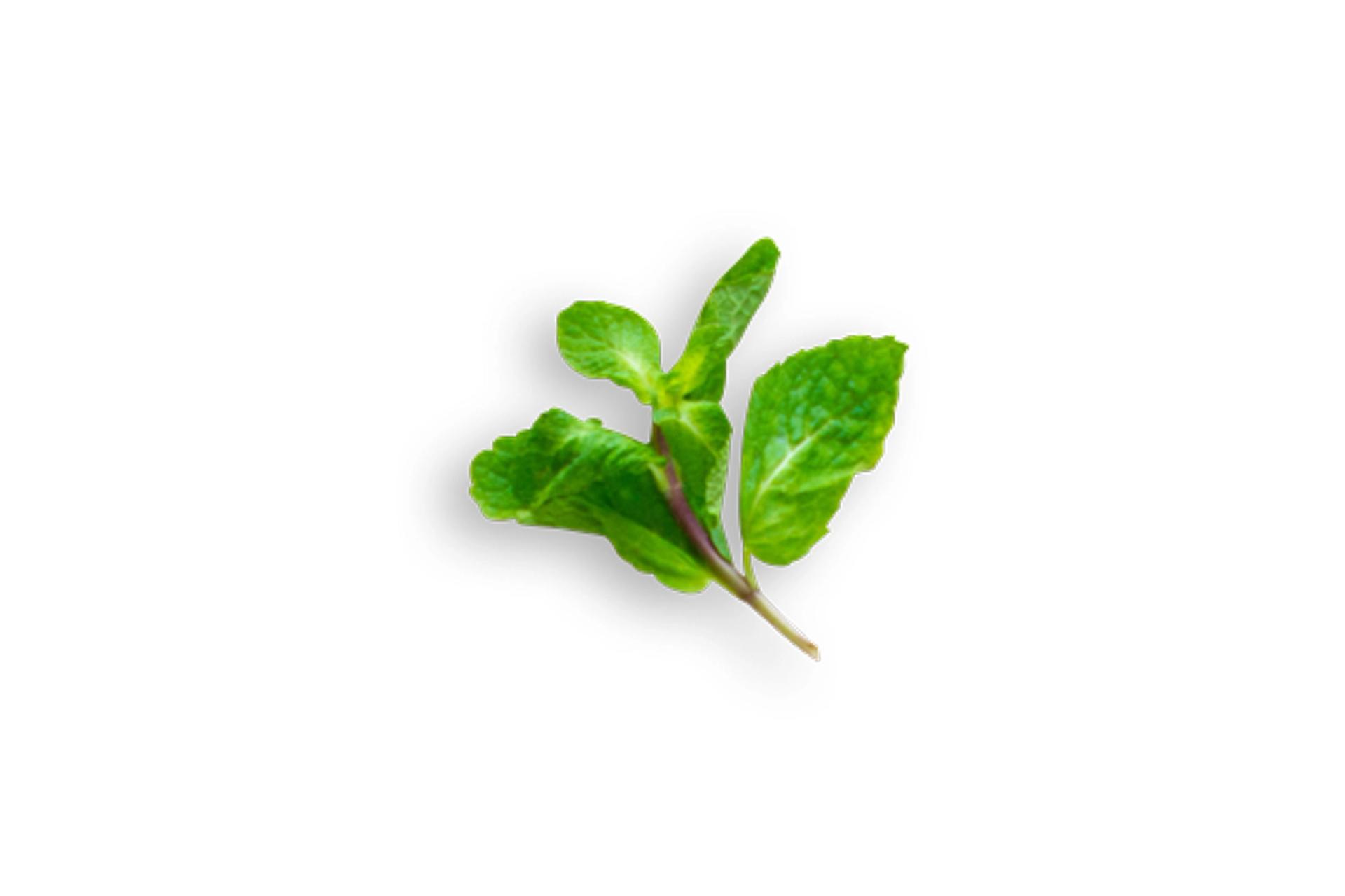 Mint – Origin, nutrients & meals | Every Foods - Every