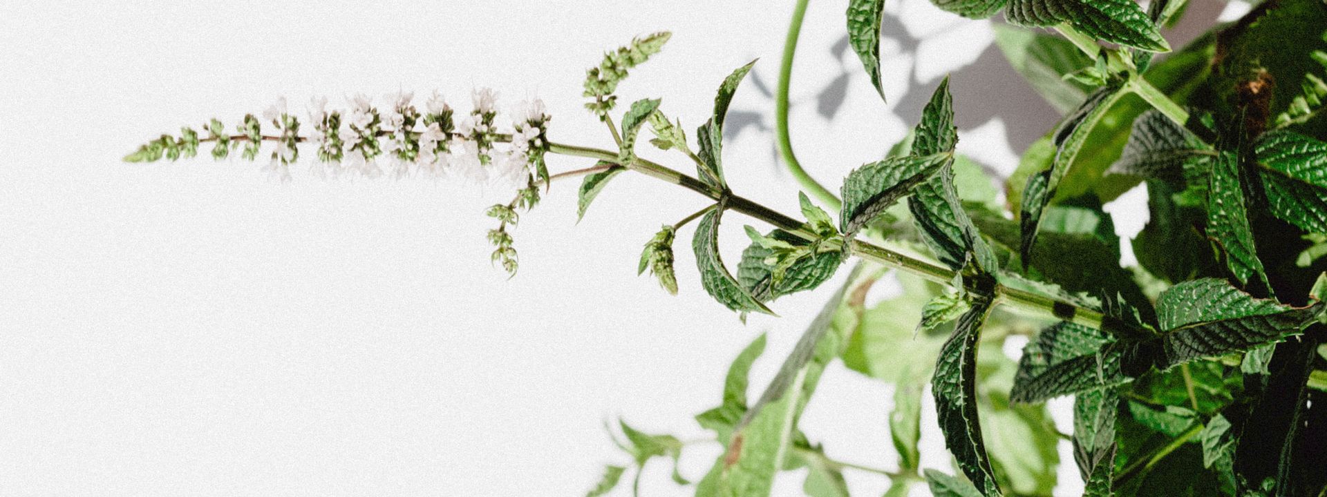 Mint – Origin, nutrients & meals | Every Foods - Every