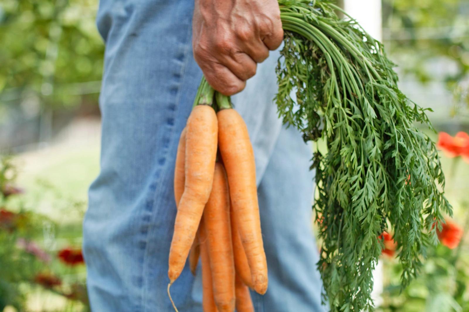 Every Foods. I Gesunde Fertiggerichte – frisch für Dich gekocht - Every