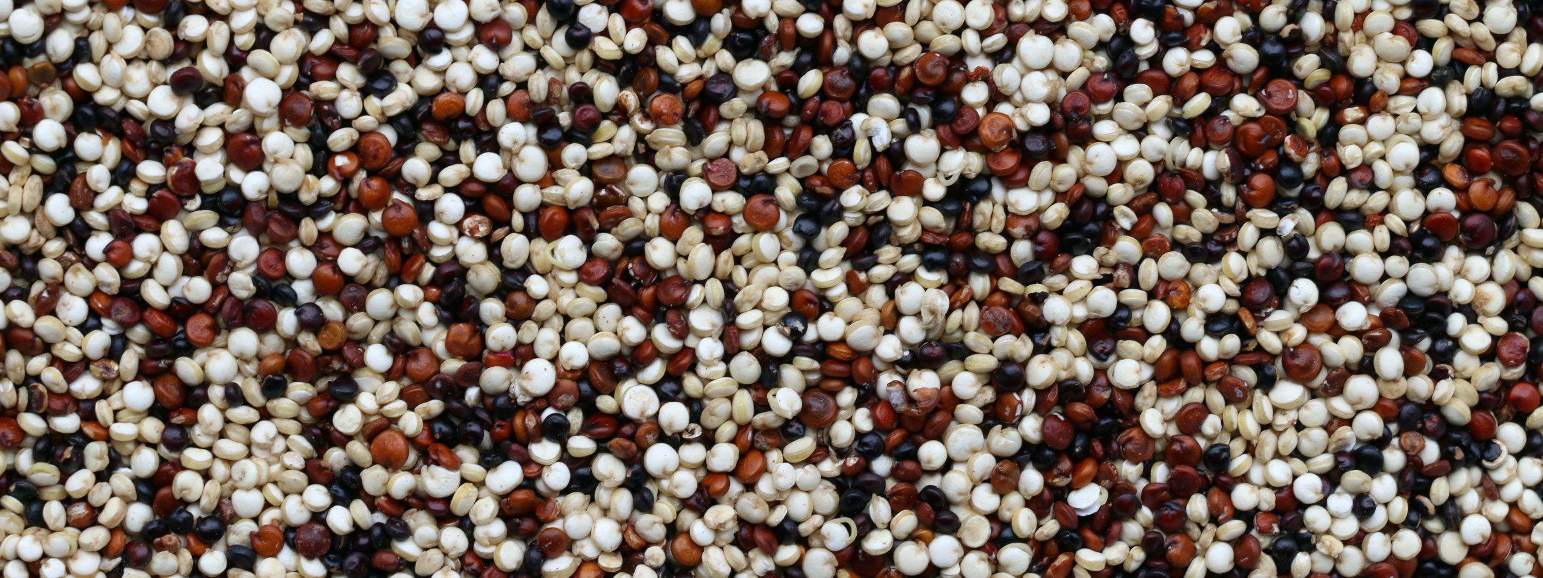 Quinoa – Origin, nutrients & meals | Every Foods - Every