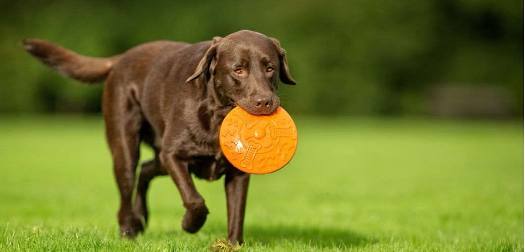 DIY Pet Projects: Fun Crafts and Toys to Make for Your Dog or Cat