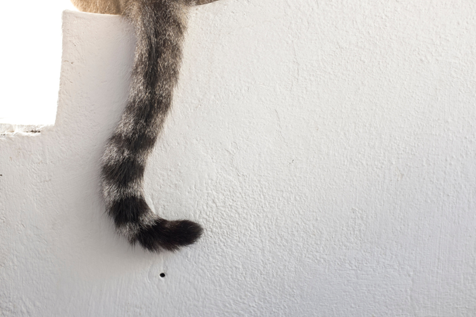 Cat Tail Meaning: What Is Your Cat’s Tail Telling You?