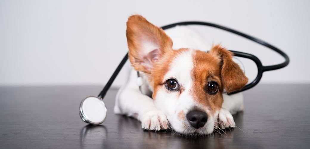 Understanding Common Dog Health Issues | Pet-n-Sur
