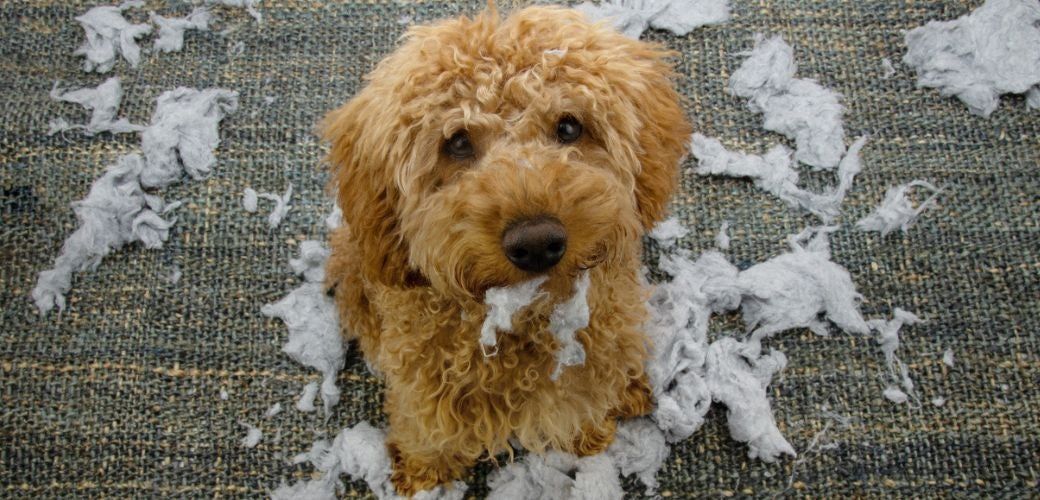 Why Dogs Eat Strange Things & How to Prevent It | Pet-n-Sur