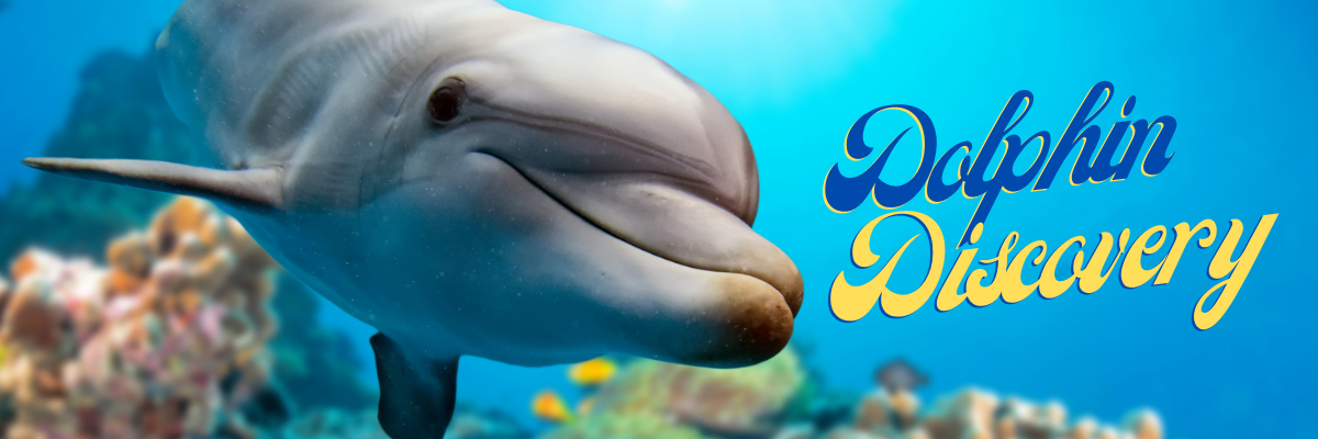 Take a Look Inside the Dolphin Discovery Virtual Race