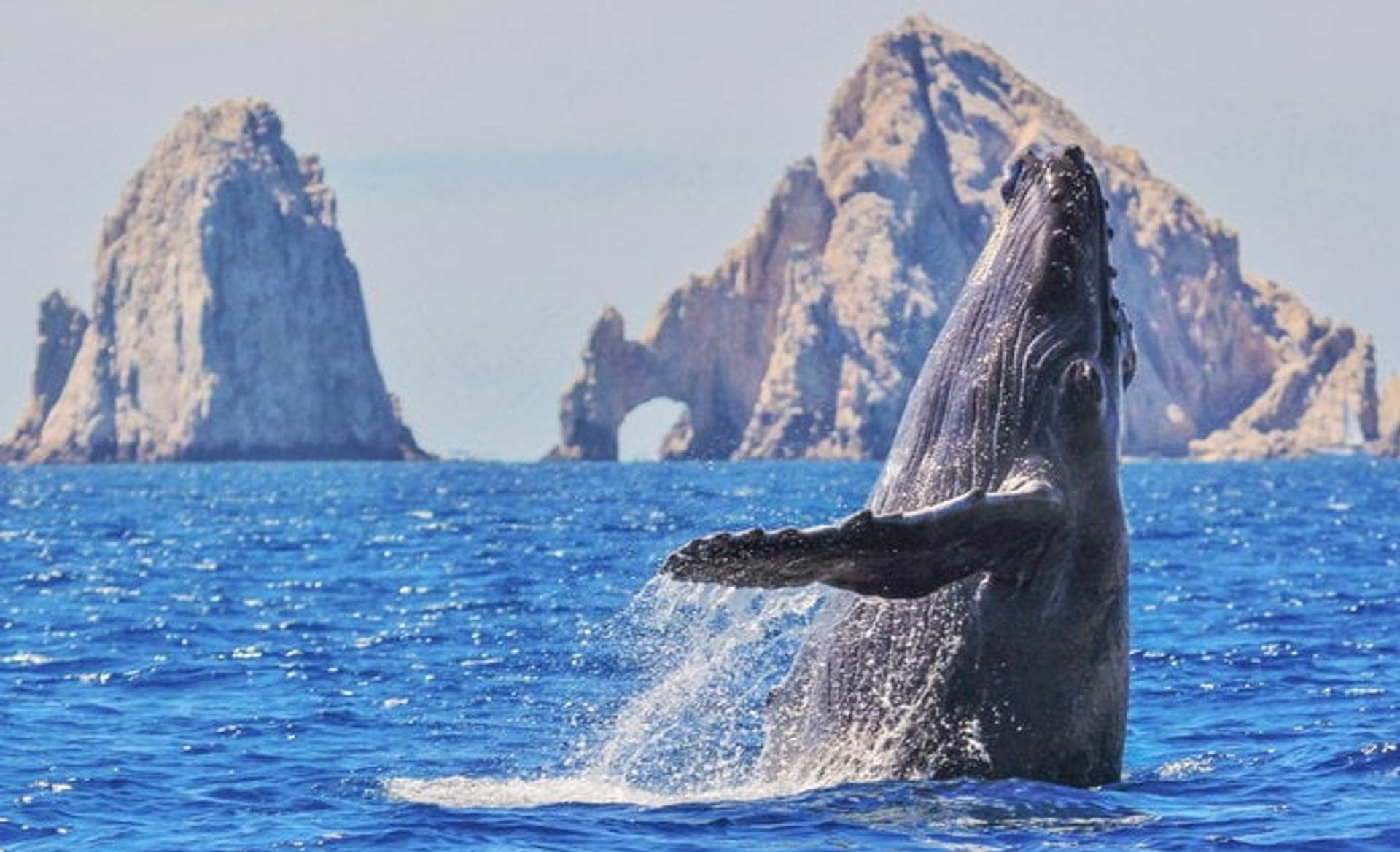 A humpback whale breaches the surface of the ocean, with the rugged rock formations of Cabo San ...