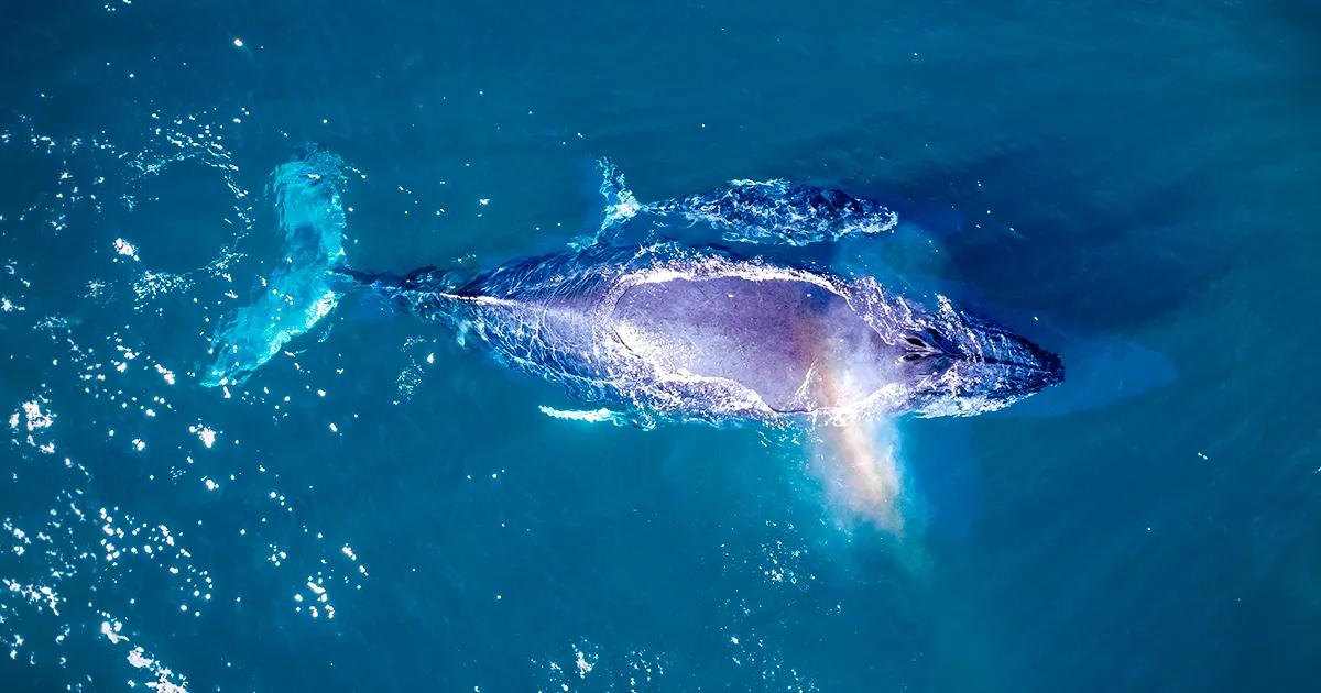 Avistamiento de Ballenas en Cabo: Guía 2025 - Cabo Adventures