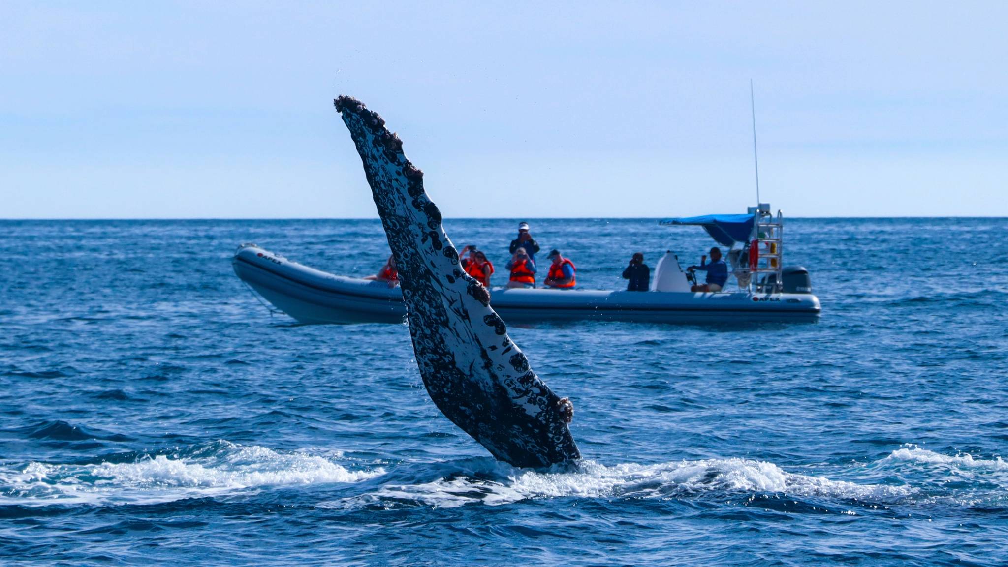 Tour de avistamiento de ballenas en Cabo con la aleta de una ballena ...
