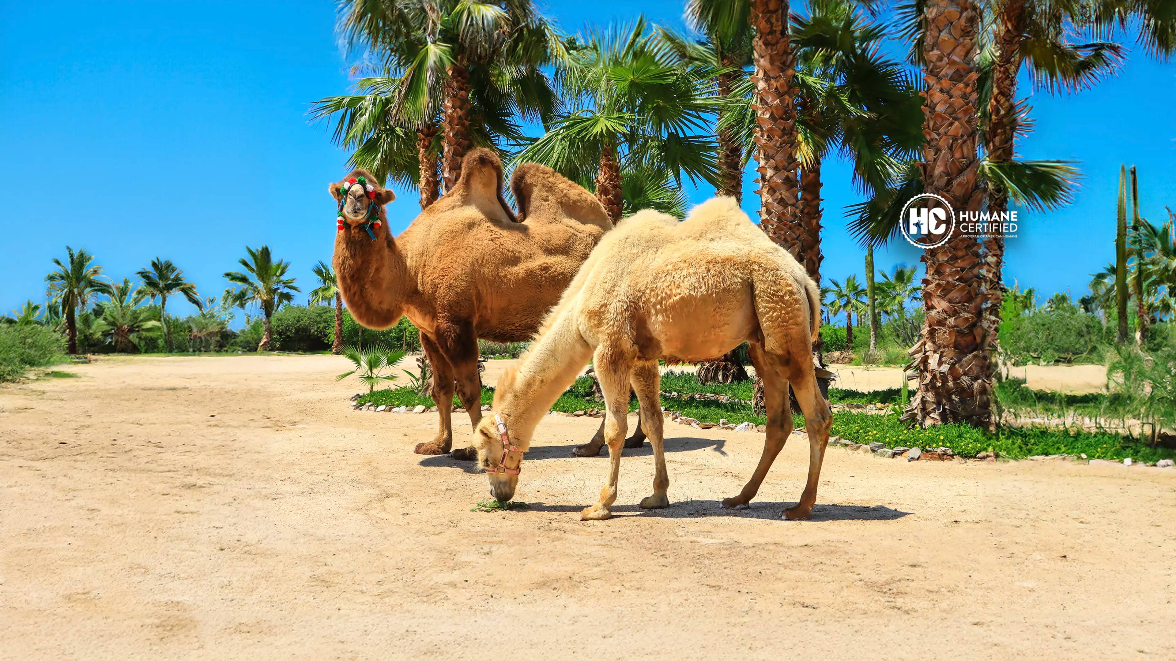 Enjoy the Best Cabo Camel Tours | Cabo Adventures
