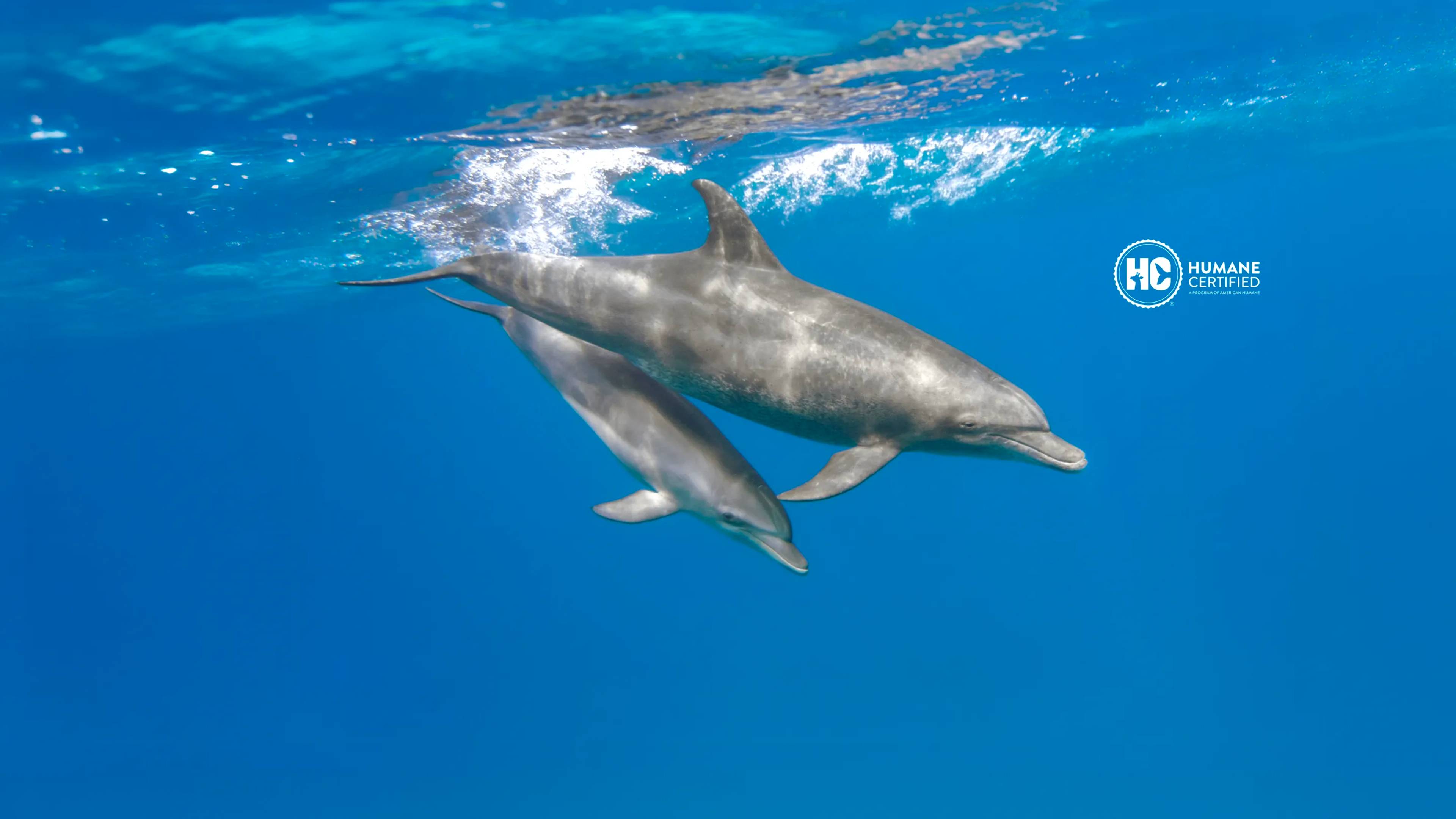 Cabo Swim with Dolphins, Respectful Experiences - Cabo Adventures®
