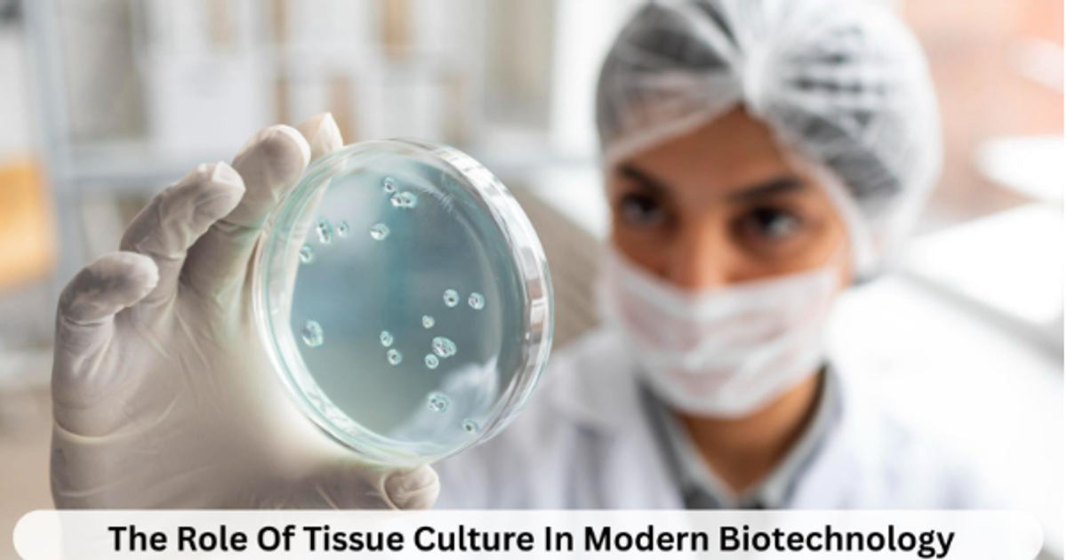 The Role Of Tissue Culture In Modern Biotechnology | XL Biotec