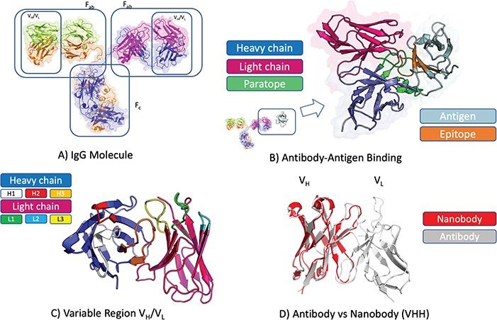 Introduction to antibody functional structure – NaturalAntibody