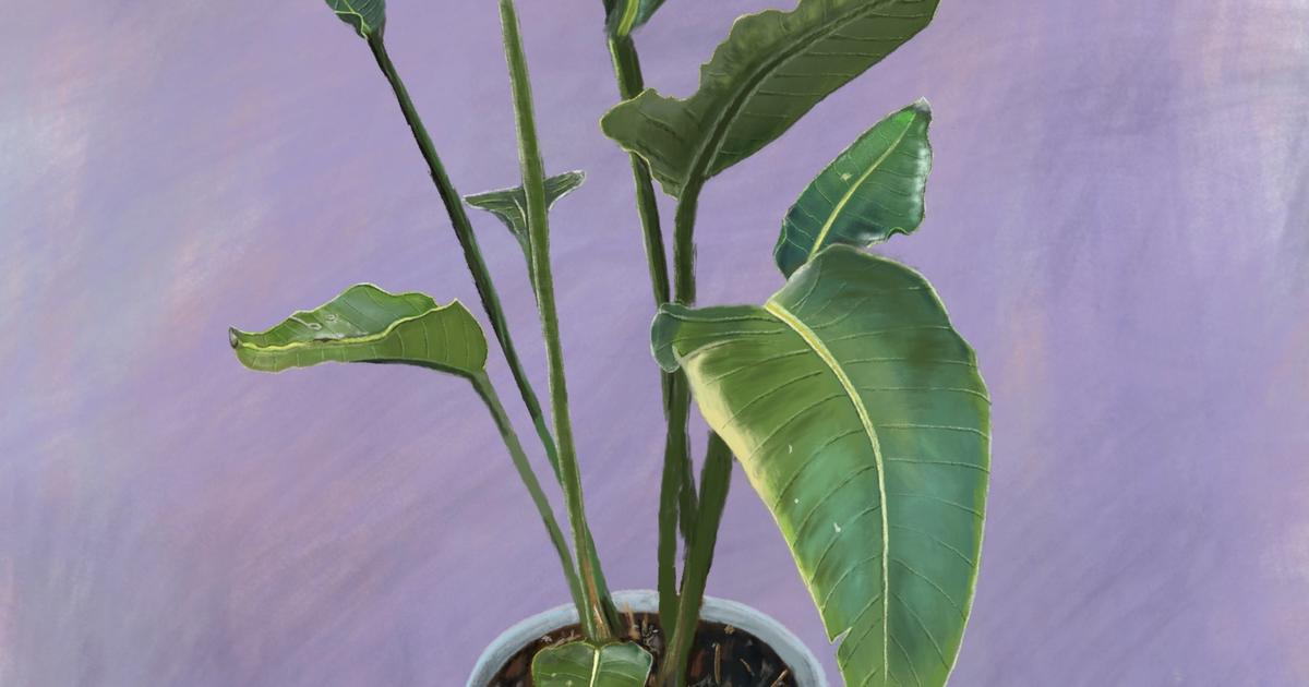 Gallery | Danny Shay - Personal Website